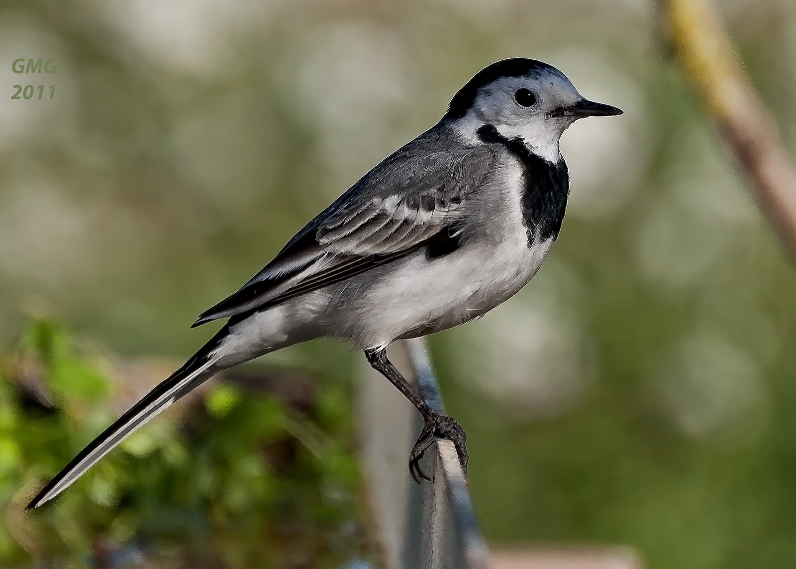Fotografía de Naturaleza : Lavandera blanca: un primer plano