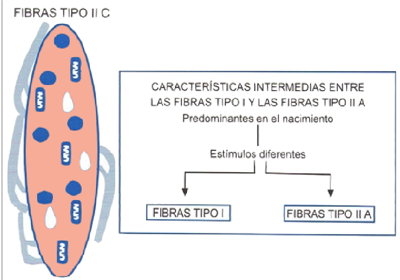 ciencias de la actividad física y deporte: TIPOS DE FIBRAS MUSCULARES
