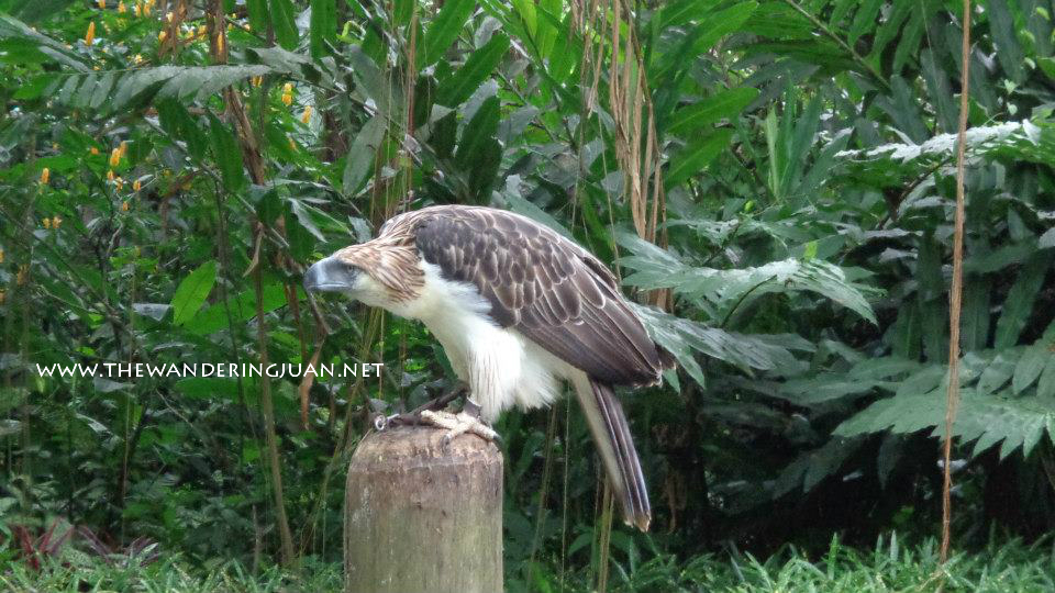The Majestic Haribon - The Wandering Juan