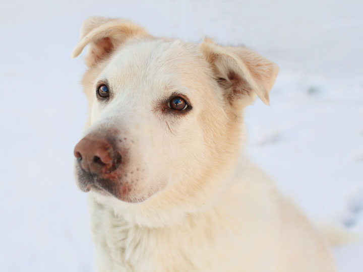 King - Labrador Retriever