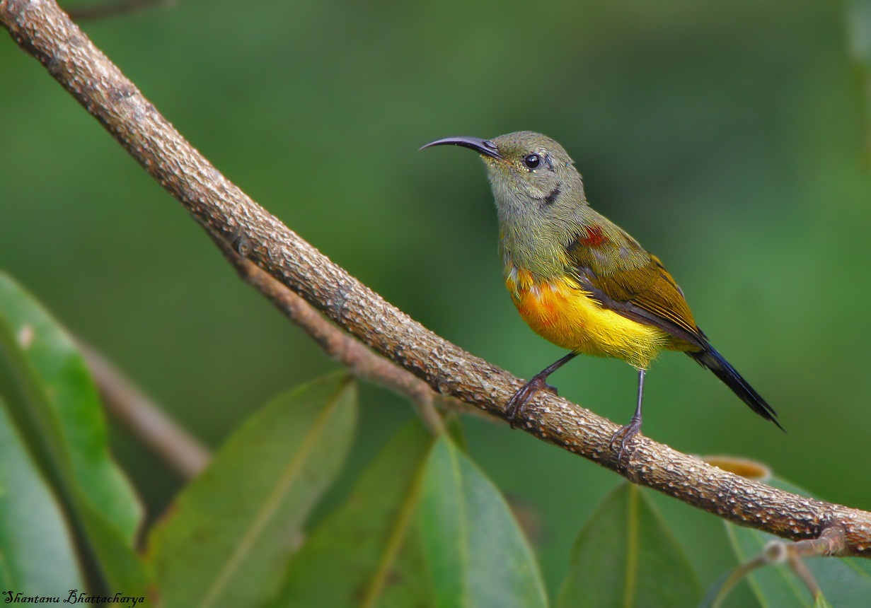 Indian Birds Photography: (delhibirdpix) A cute hill bird