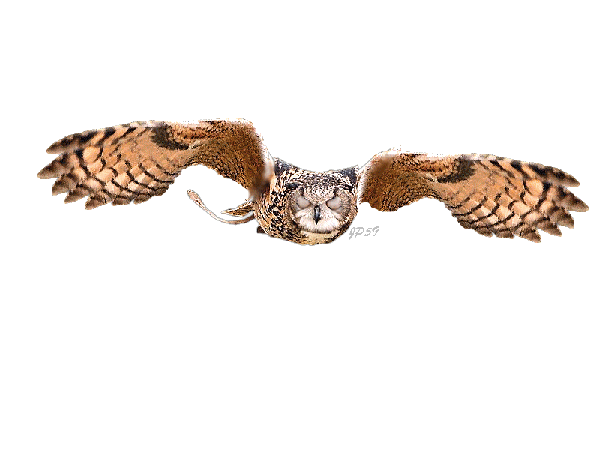 Gifs y animaciones de búhos y lechuzas - Blog de imágenes