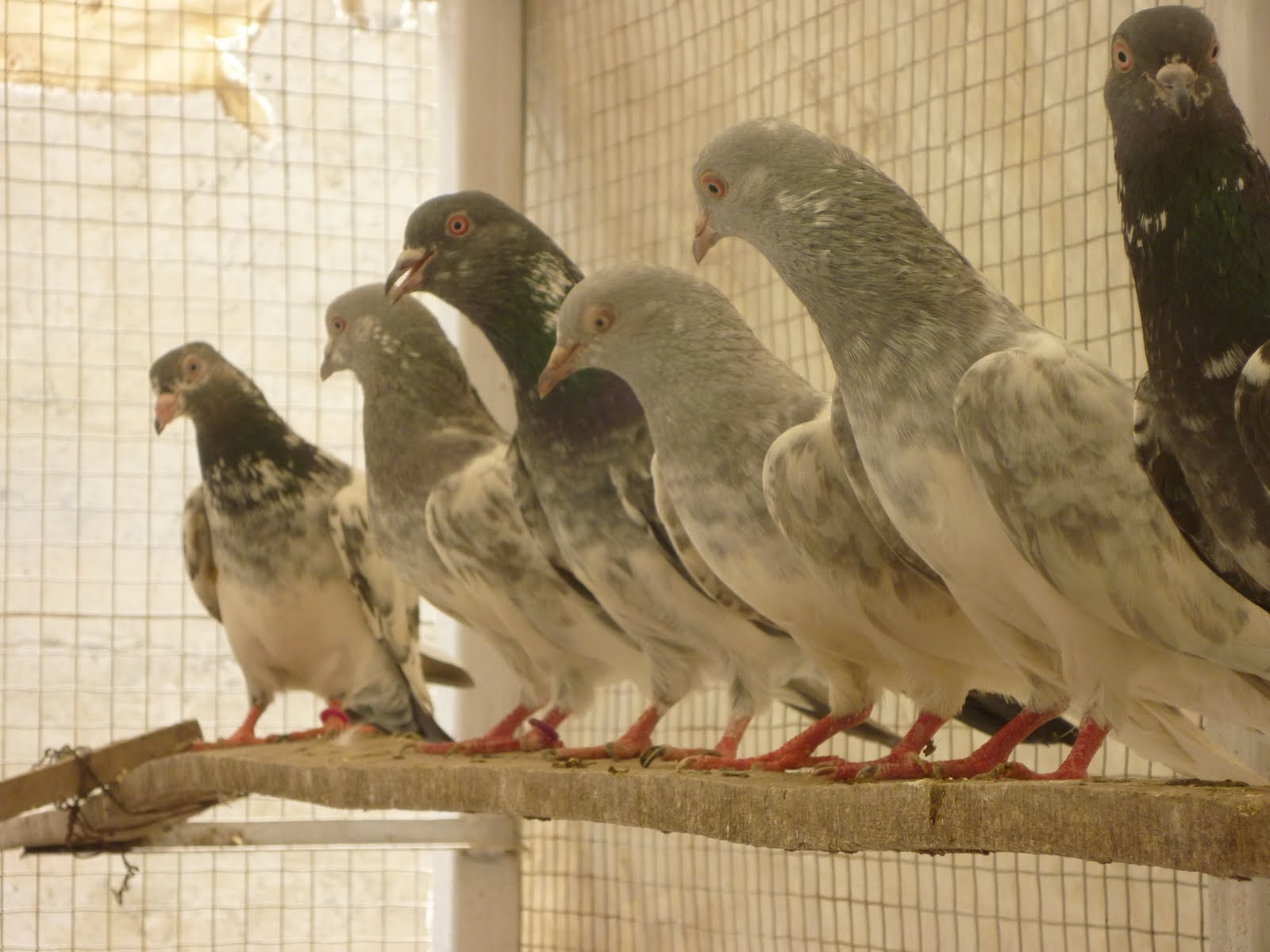 Kogy Kabootar Photos | Salety Pigeons pic | Khaki Pigeons (kabootar ...