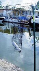 Annette's Stories of the South: Bully Netting in Key West