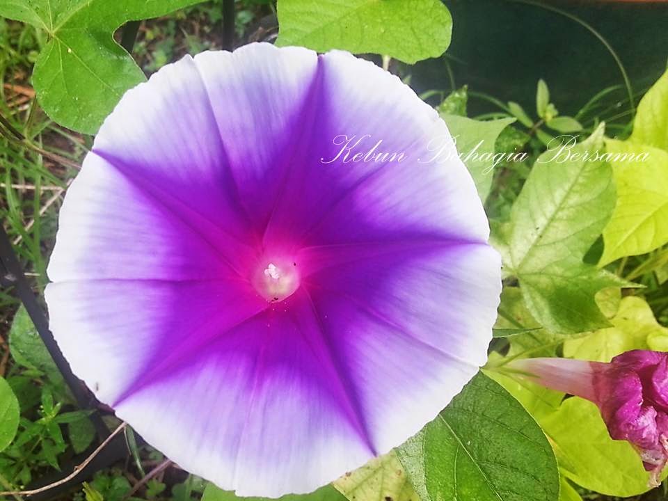 Kebun Bahagia Bersama: Aoi Tsuki Seri Pagi Jepun