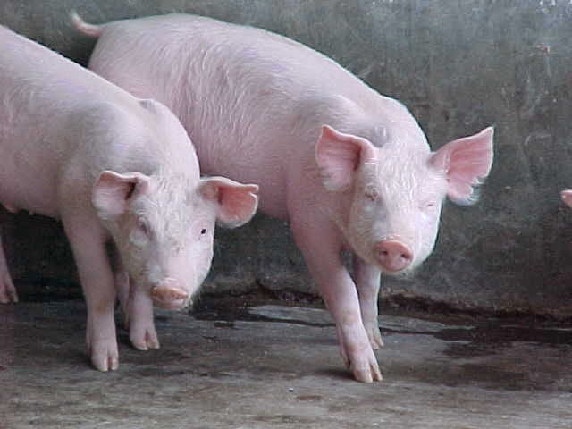 La Chachipedia: El cerdo. Sus scrofa domestica.