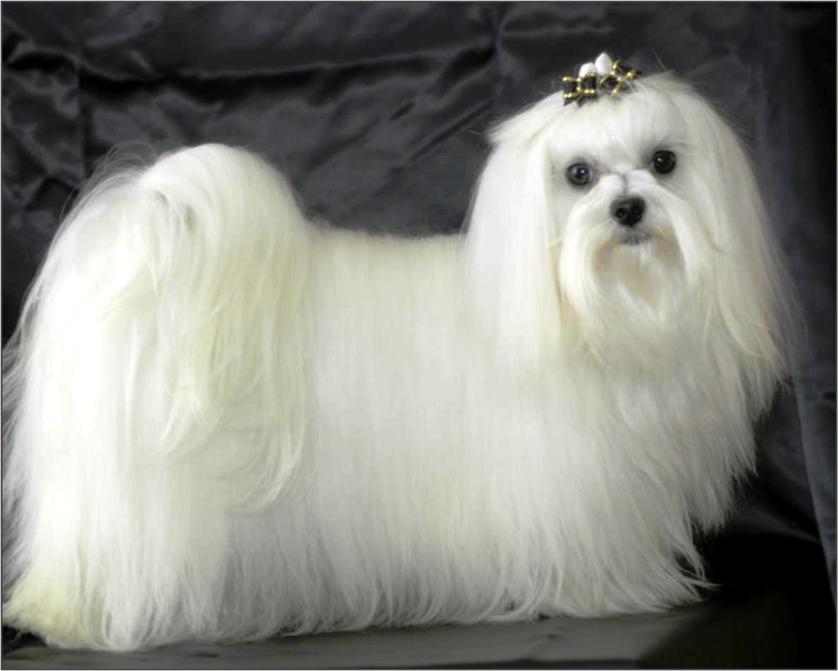 Minuto Pet: Raça da semana: Maltês