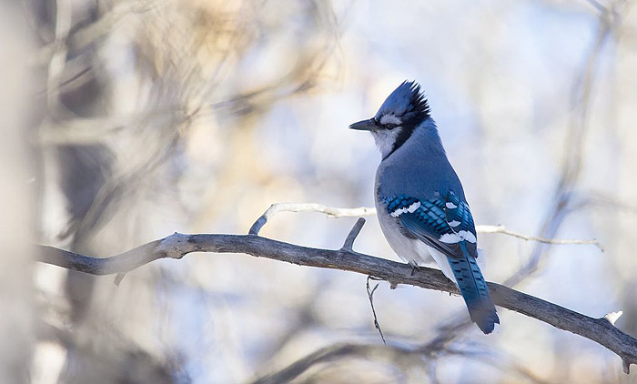 El Herrerillo: Arrendajo azul, Blue Jay (Cyanocitta cristata)