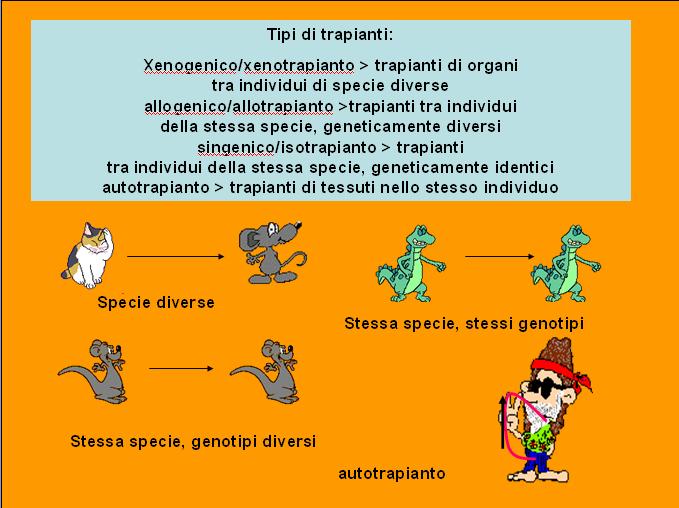osservando: staminali da midollo o cordone ombelicale