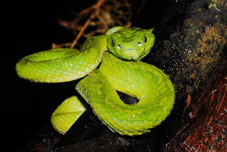 March's Palm Pit Viper - Brendan Monaco