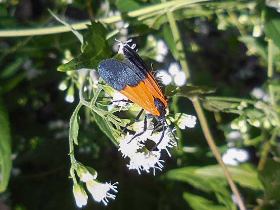Window on a Texas Wildscape: Texas Pollinator BioBlitz!