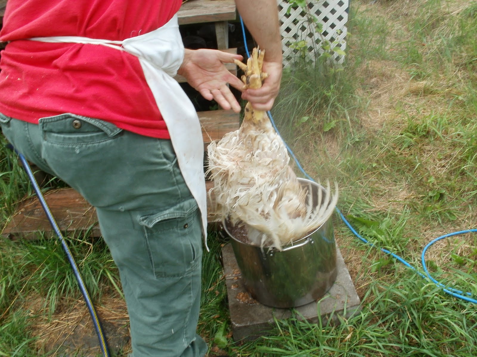 mangofeet: Chicken Butchering 101