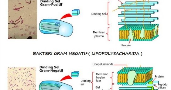 Perbedaan Bakteri Gram Positif dan Bakteri Gram Negatif Lengkap Dengan ...