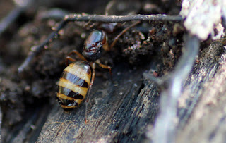 MObugs: Bearded Carpenter Ant