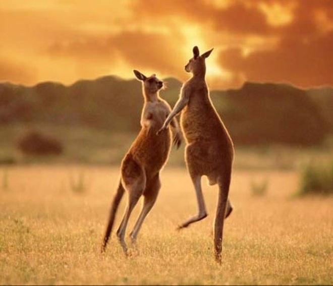 club-sabias que..: Sabías.. a que deben los canguros su nombre