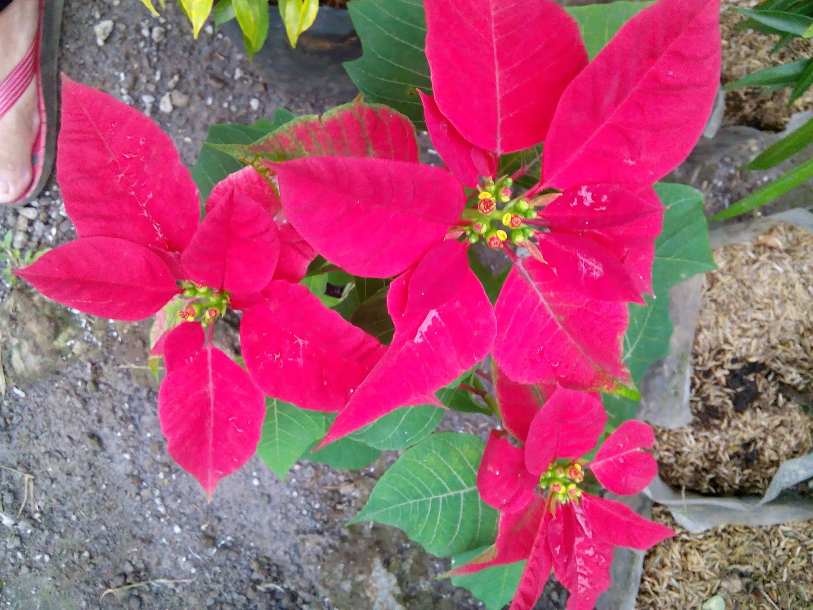 Harga Tanaman Hias Daun Merah Inilah Jenis Jenis Tanaman Hias Bunga ...