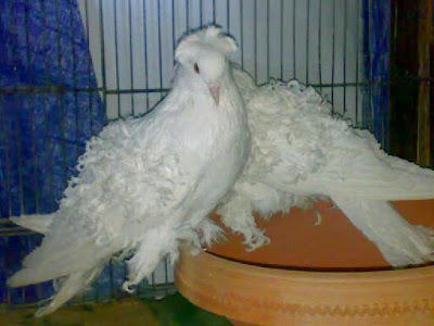 Most Popular Fancy Pigeons | UK & USA Fancy Pigeons ~ Pigeons Photos ...