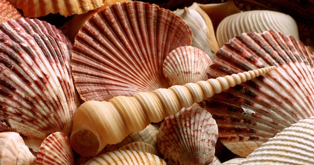 biomimicry KTH: Sea shells inspired a new material made of chalk and ...