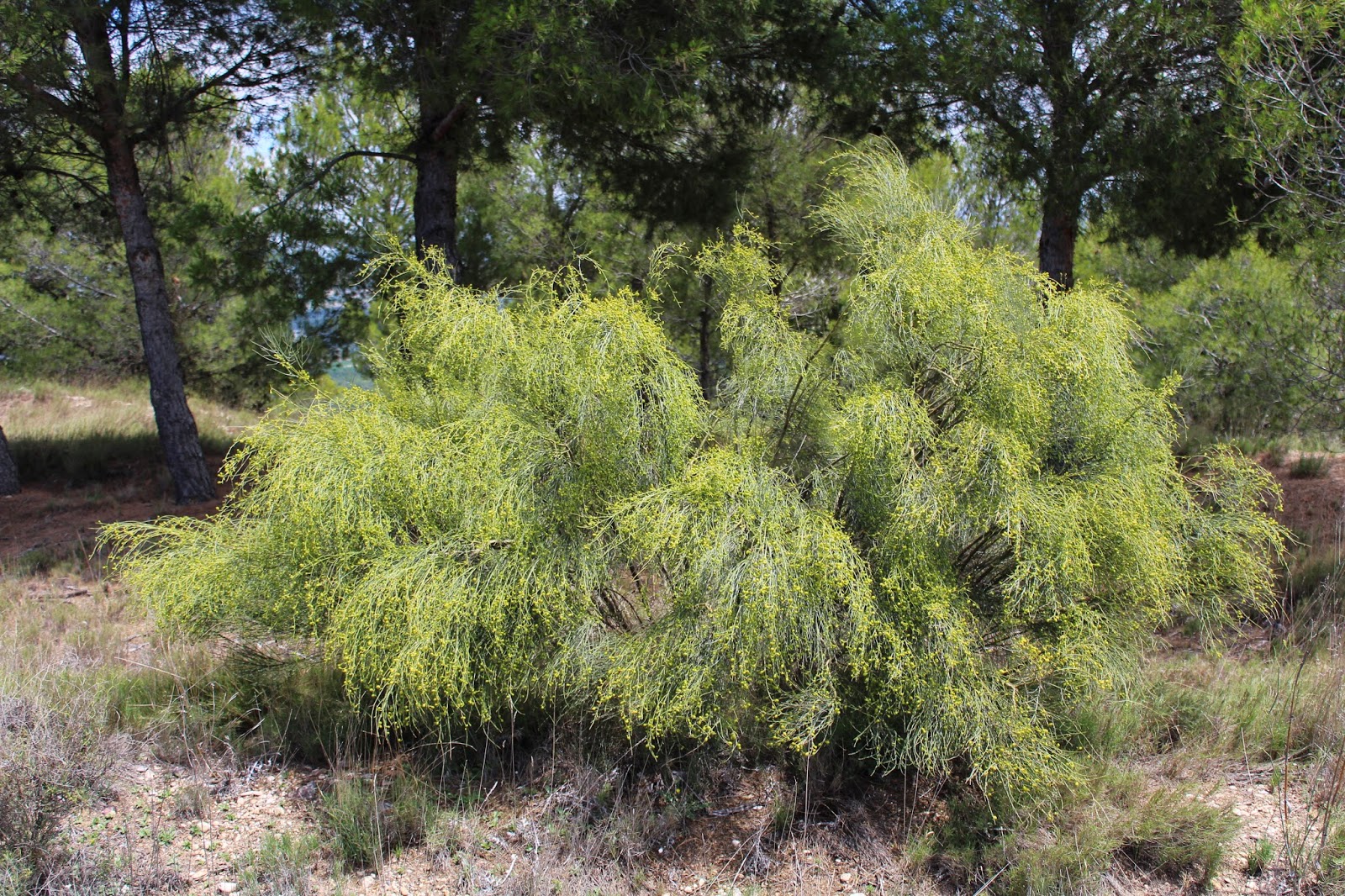 La Rioja Natural: Retama sphaerocarpa