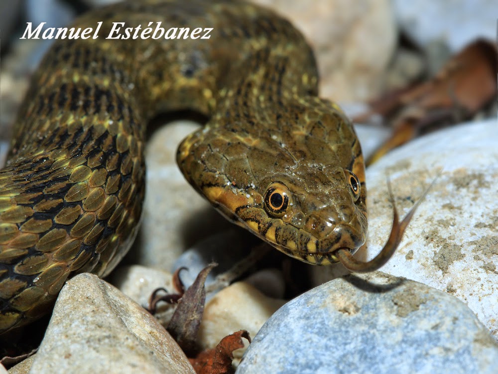 Miradas Cantábricas: Culebra viperina o culebra de agua (Natrix maura)