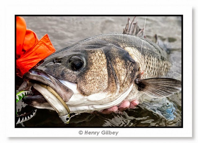 D Heaps fishing adventures: Tackle review: Fiish Black Minnow