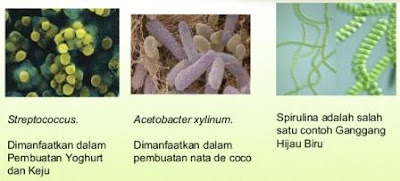 Klasifikasi Makhluk Hidup: Pembagian Terstruktur Mengenai 5 Kingdom ...