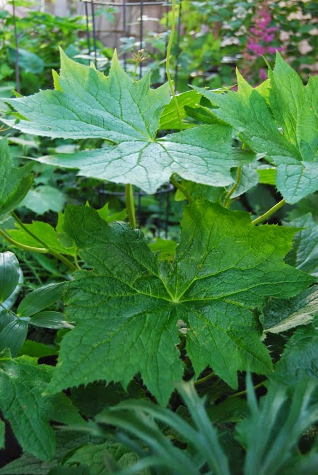 Reading With Teza: 'Designing and Planting A Woodland Garden: Plants ...