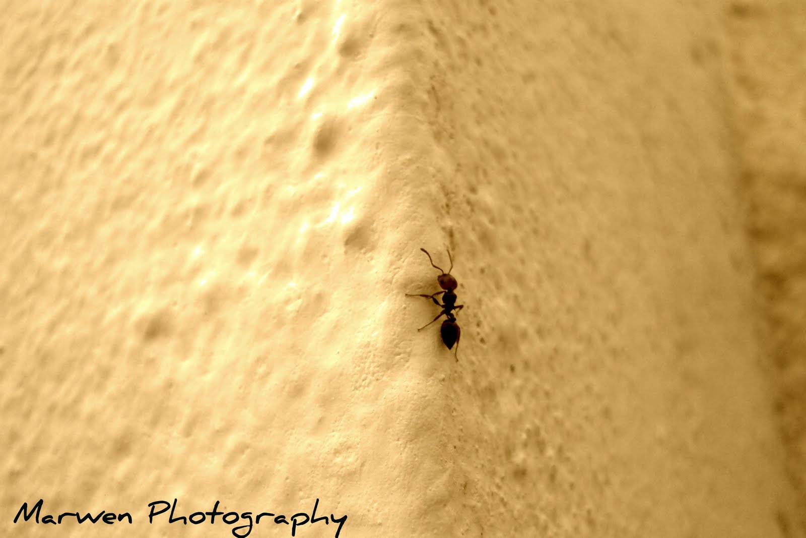 Marwen Photography: A beautiful Ant