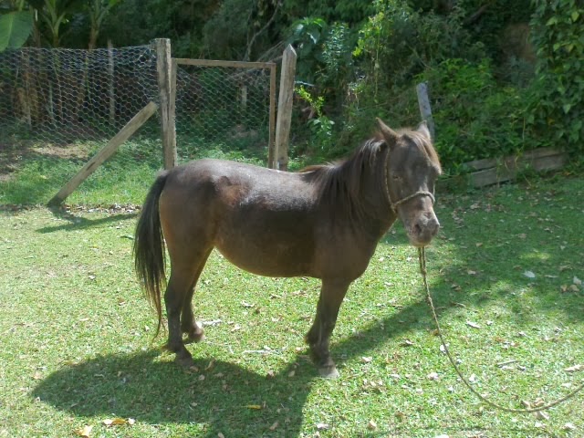 SÍTIO MORADA DAS AVES: Mini Horse(mini poneis) Femeas Prenhas