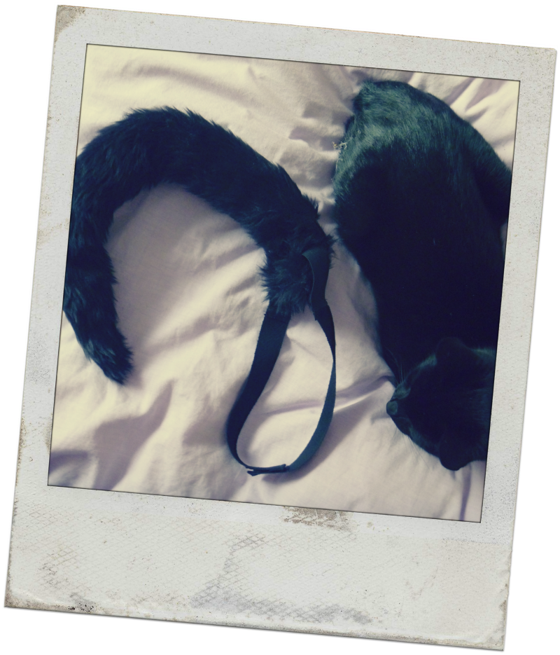 Furry Tail Folk: New beginnings