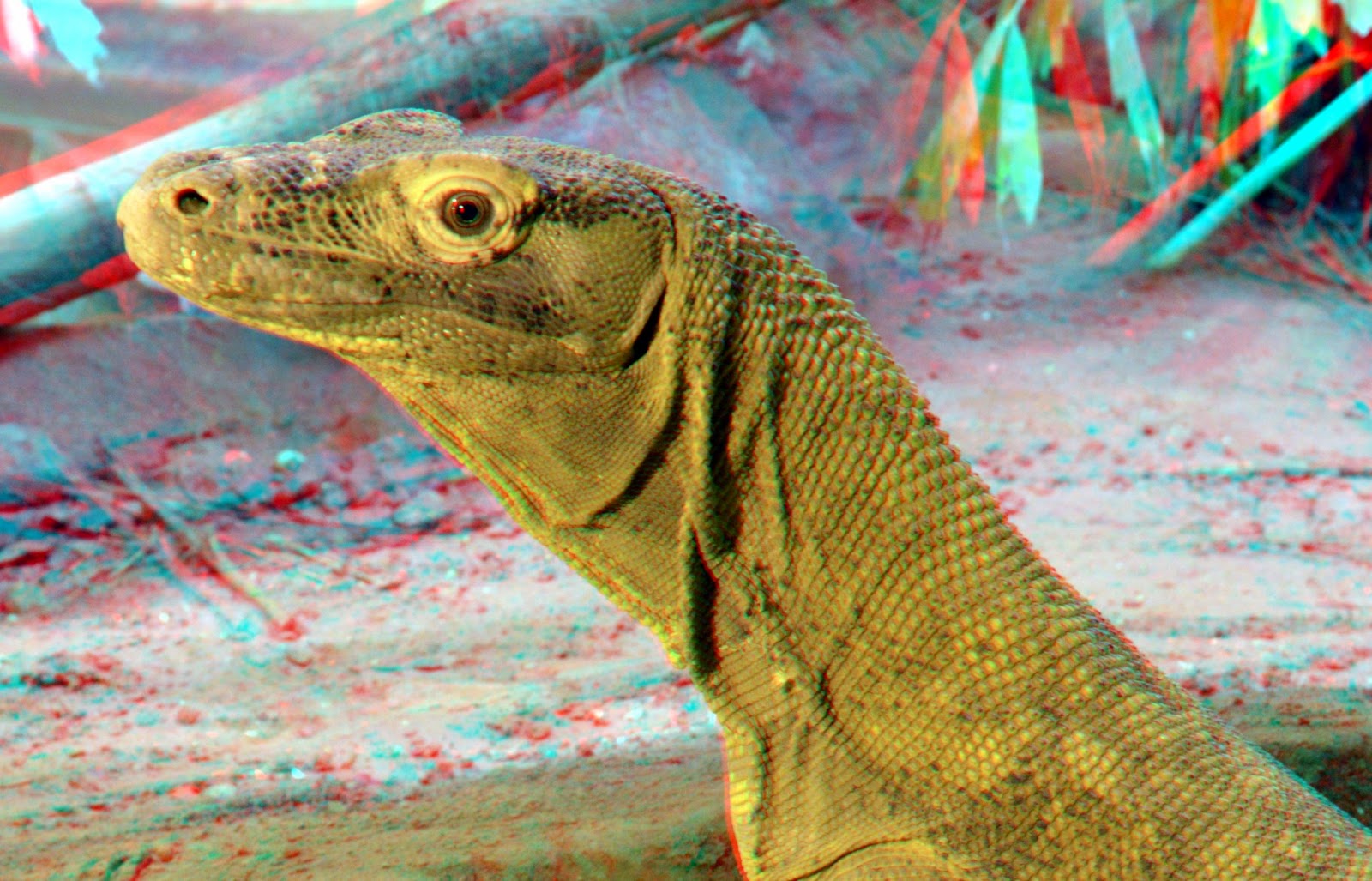 Fieggentrio: Komodo-varaan.