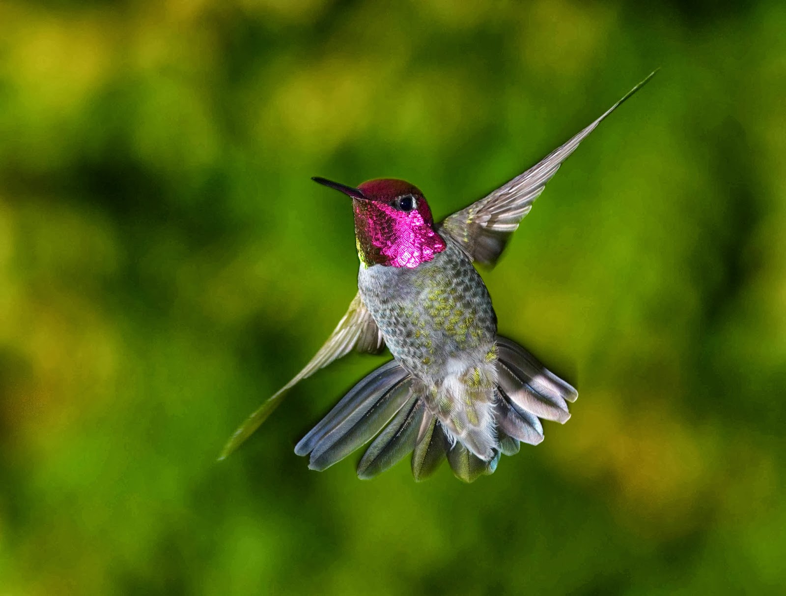 Aves: EL COLIBRÍ DE ANNA