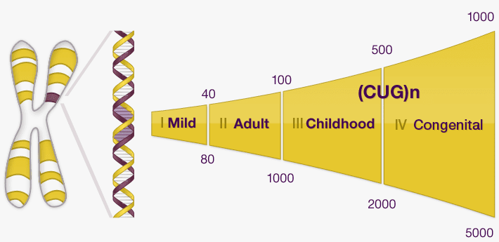 Anatomy and Physiology: Myotonia-Muscle