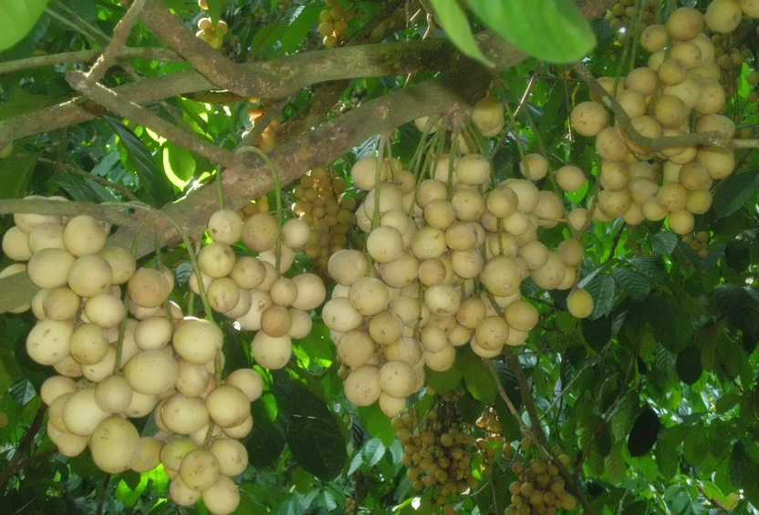 Mengenal Buah Langka Pundung, Rambai dan Kokosan Yang Mirip Duku | 1001 ...