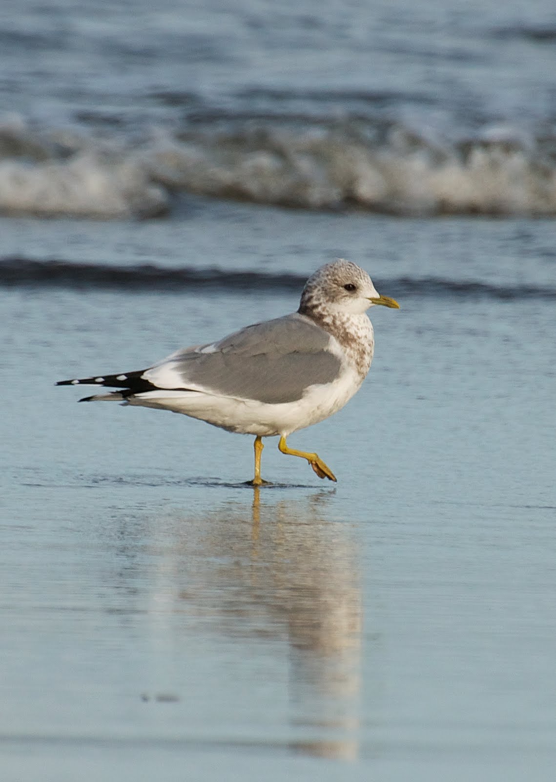 NW Bird Blog: Mew Gull