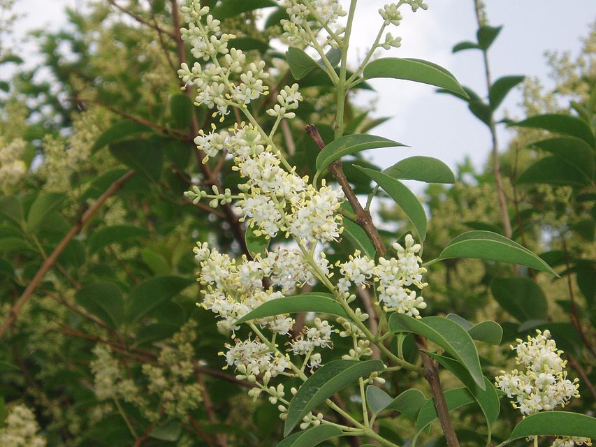 Ligustrum lucidum «ligustro» - Id Plantae