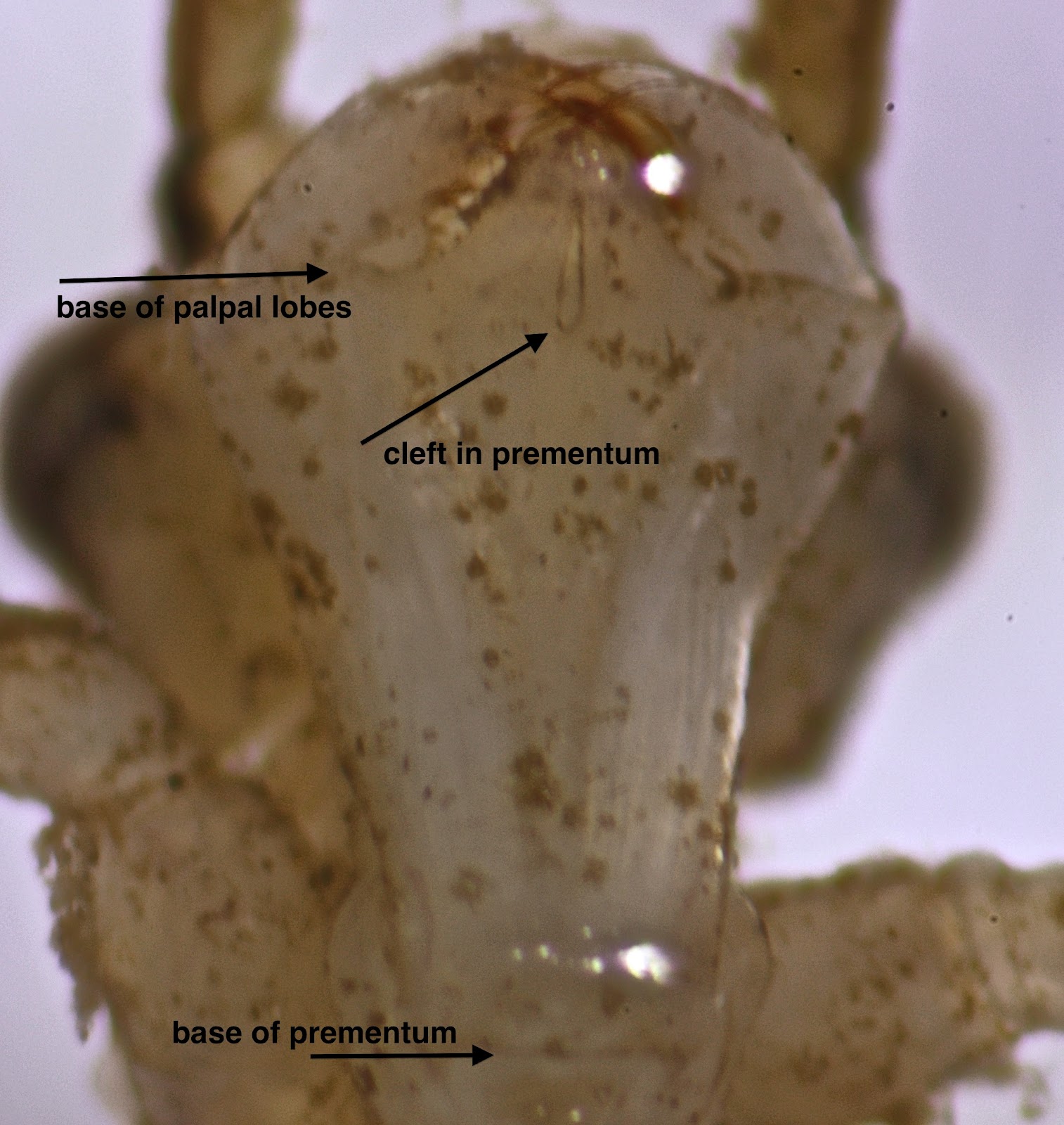 Aquatic Insects of Central Virginia: June 2012