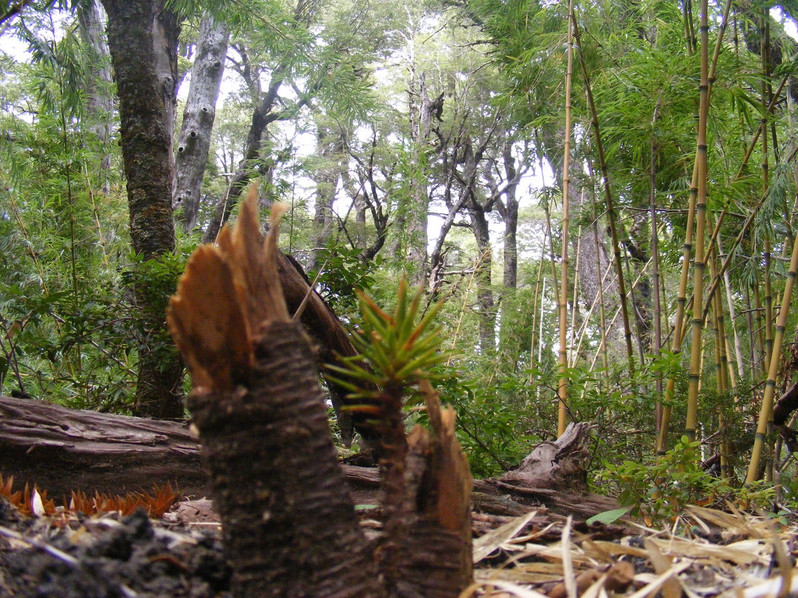 Araucaria Madre - AMORIOSDELAMODA