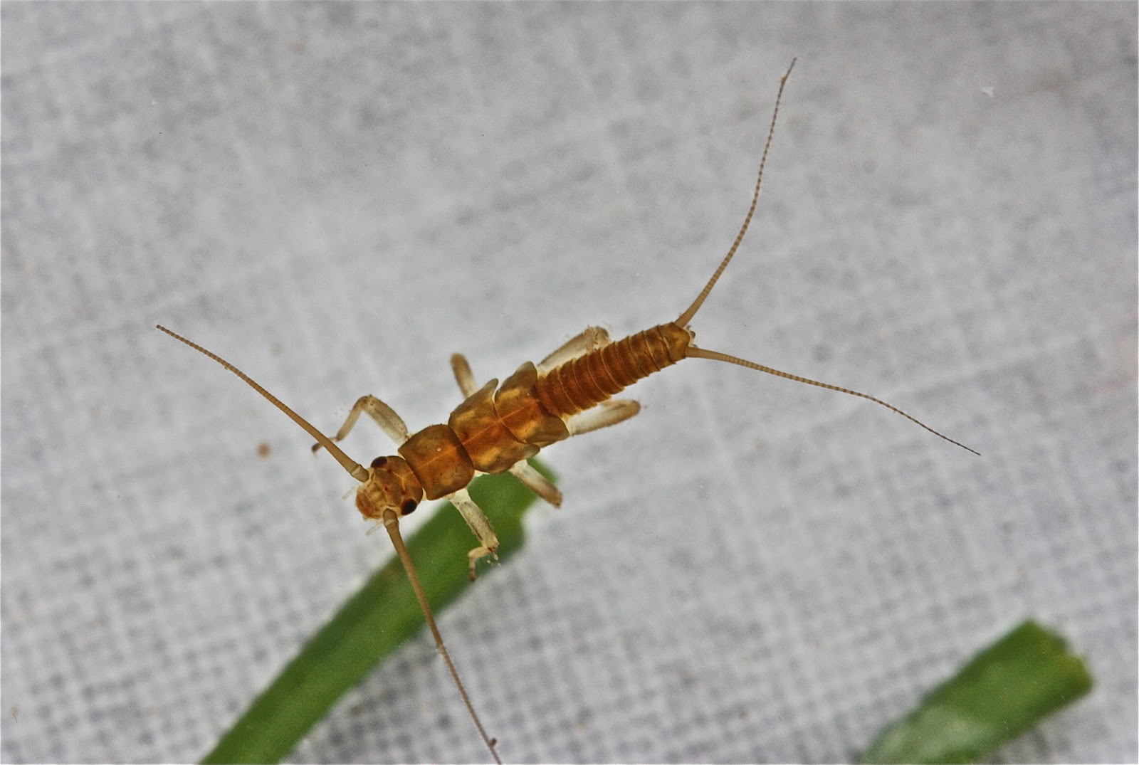Aquatic Insects of Central Virginia: Another First of the New Season ...