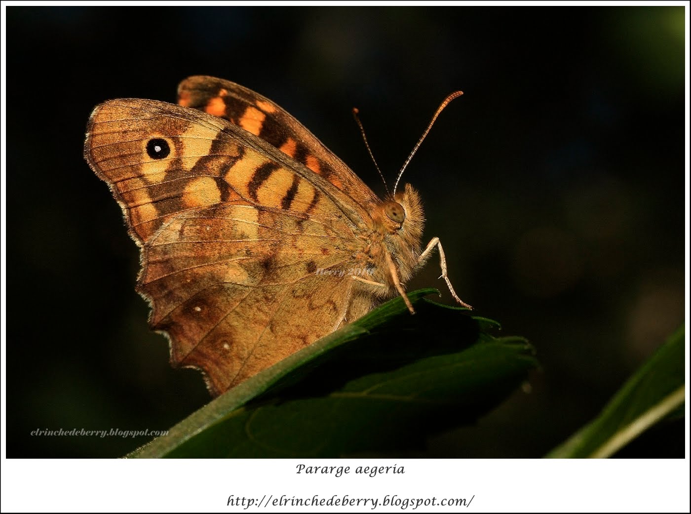 El Rinche de Berry : Macros