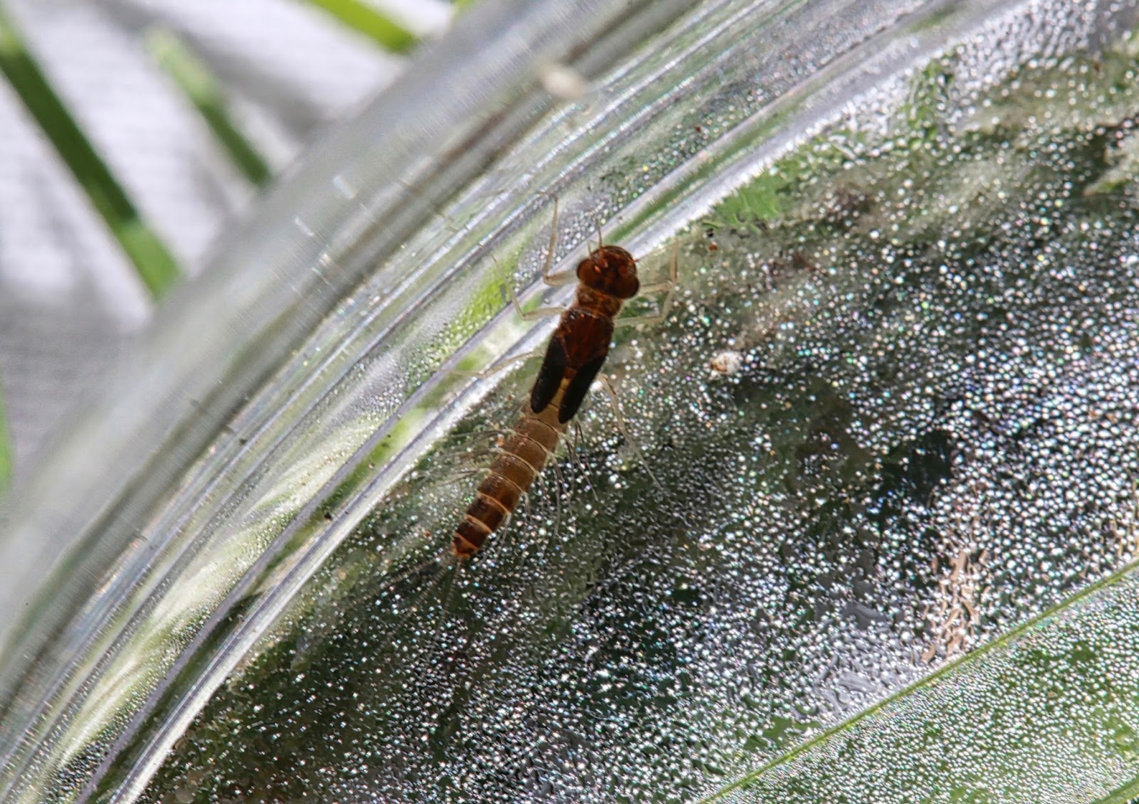Aquatic Insects of Central Virginia: Two really stunning insects today ...
