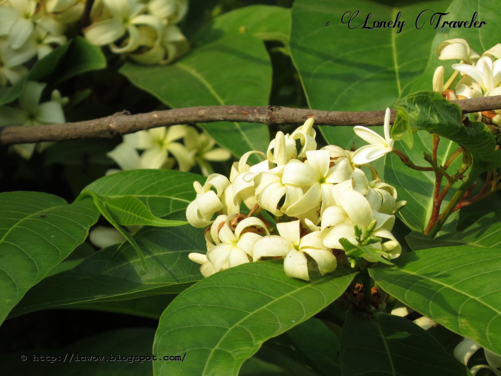 Kurchi ful (কুর্চি ফুল) - Holarrhena pubescens