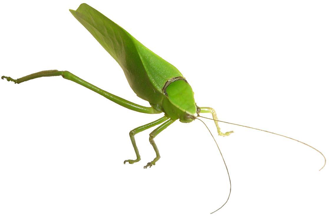 Mi escuelita multigrado: Fotografías de animales