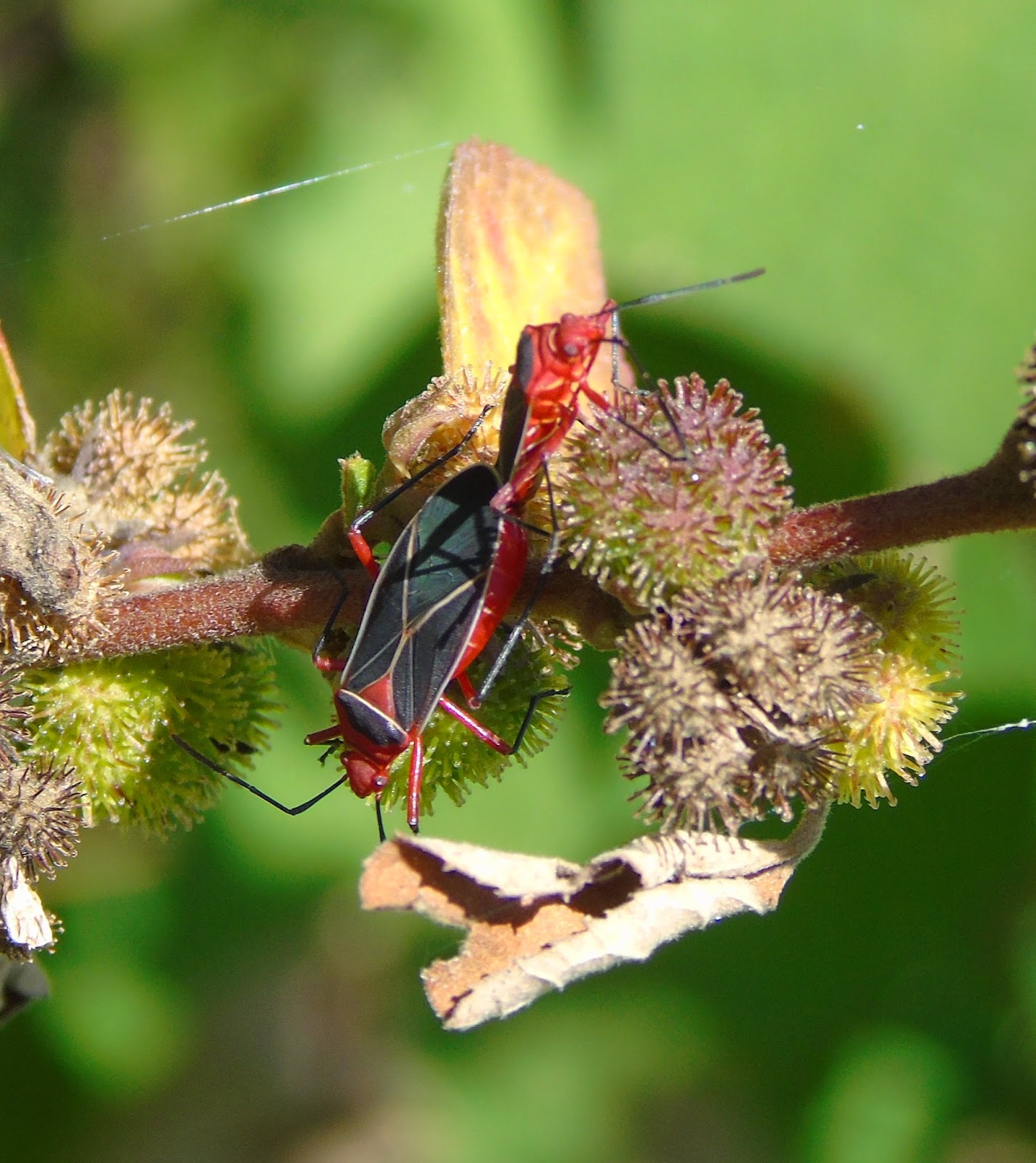 My Backyard: Creepy Crawlies
