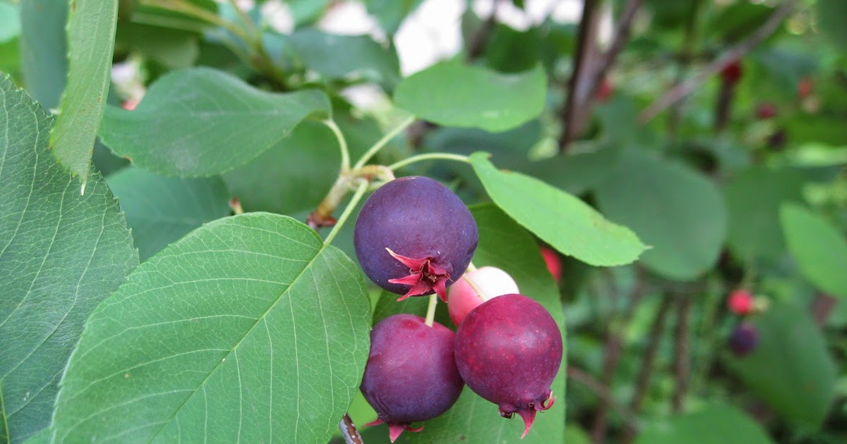 Capital Naturalist by Alonso Abugattas: Serviceberries - Juneberries