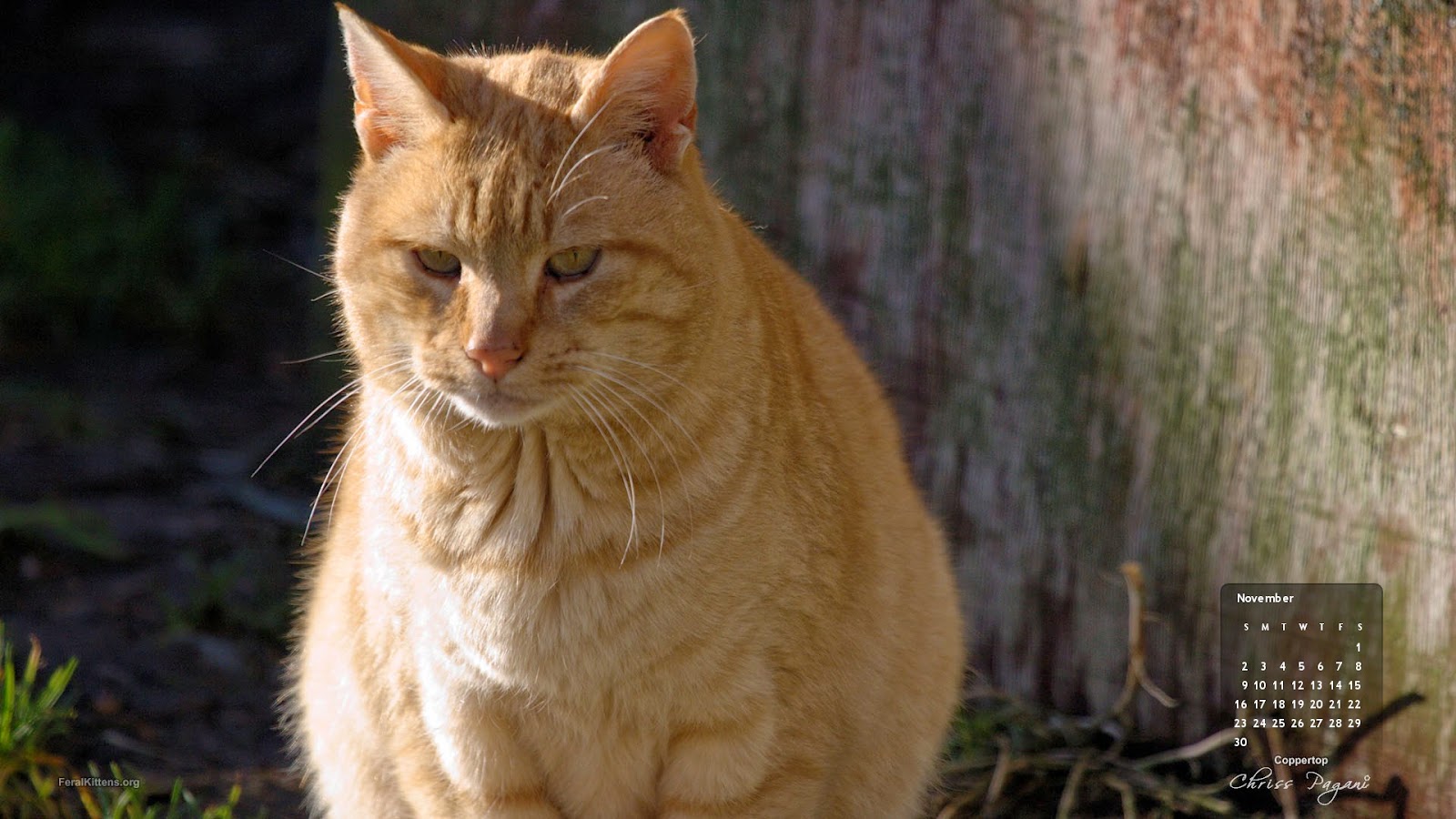 November Wallpaper Cat - Coppertop