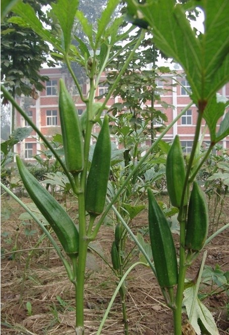 CULTOS RELIGIOSOS POPULARES: Quimbombó