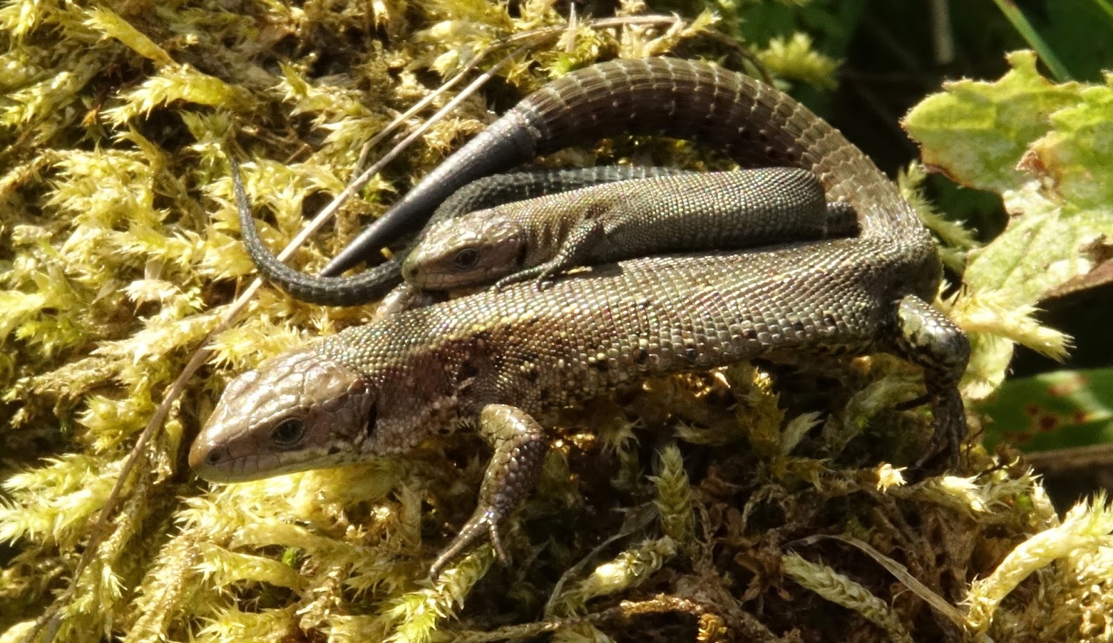 Het wel en wee van een familie levendbarende hagedissen.