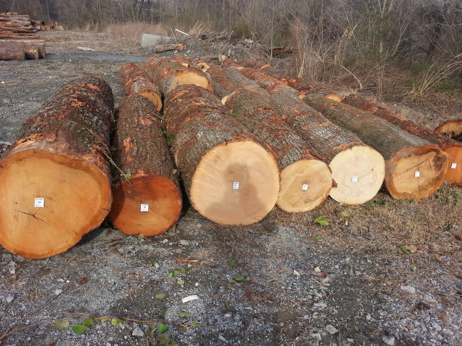 Oak Logs Suppliers