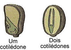 Biologia Vegetal: ÓRGÃOS VEGETAIS